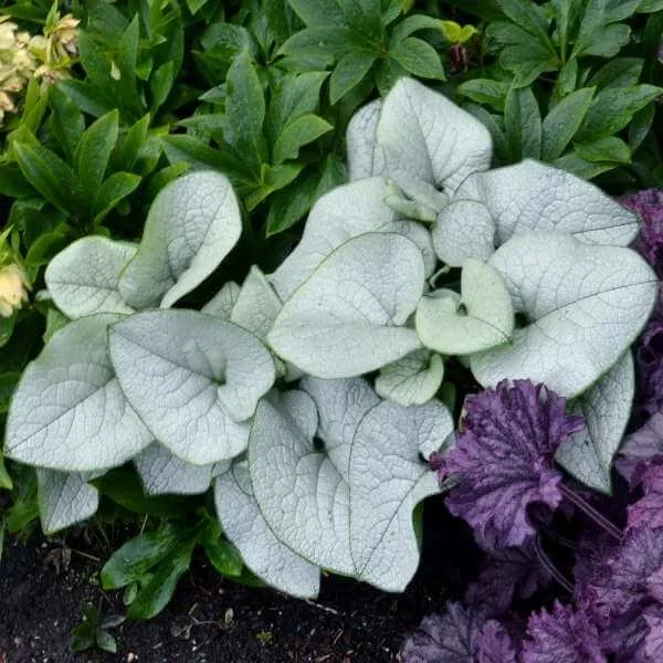 PERENNIALS A - G — Paddock Plants Buy Online UK