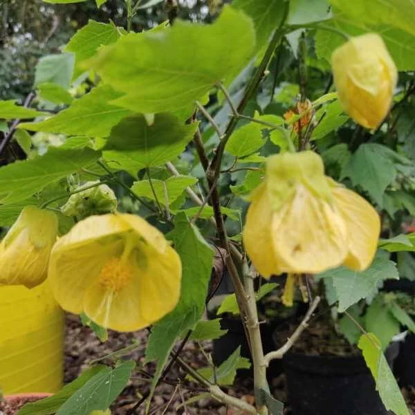 ABUTILONS — Paddock Plants Buy Online UK