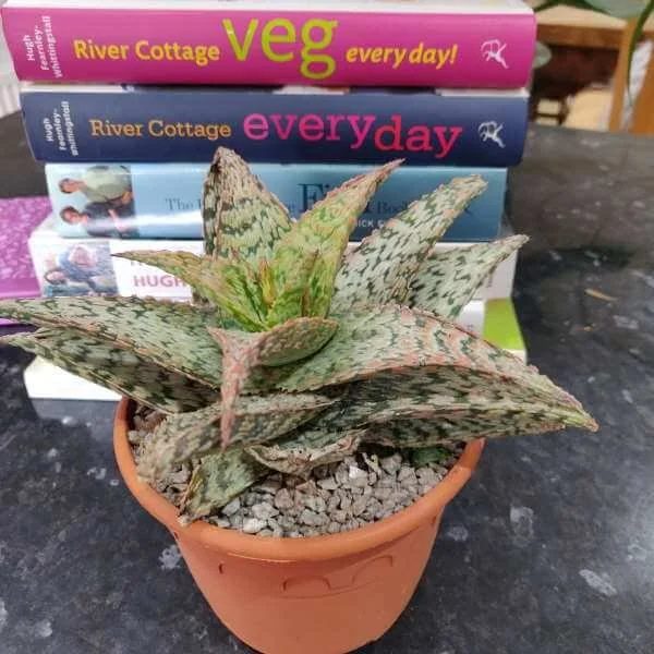 HOUSEPLANTS — Paddock Plants Buy Online UK