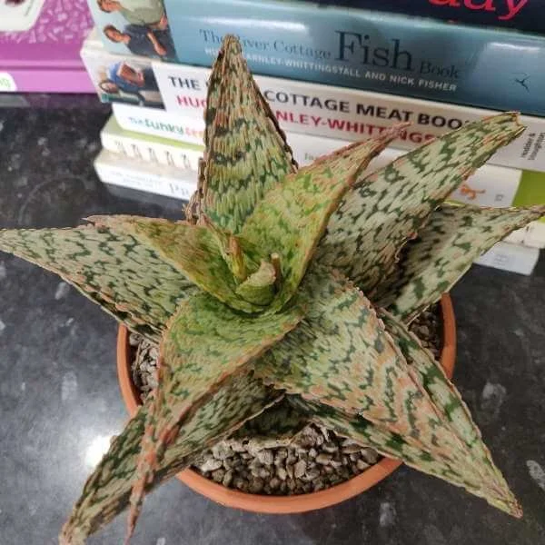 HOUSEPLANTS — Paddock Plants Buy Online UK