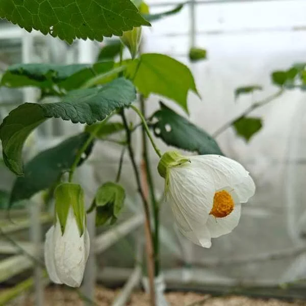 ABUTILONS — Paddock Plants Buy Online UK