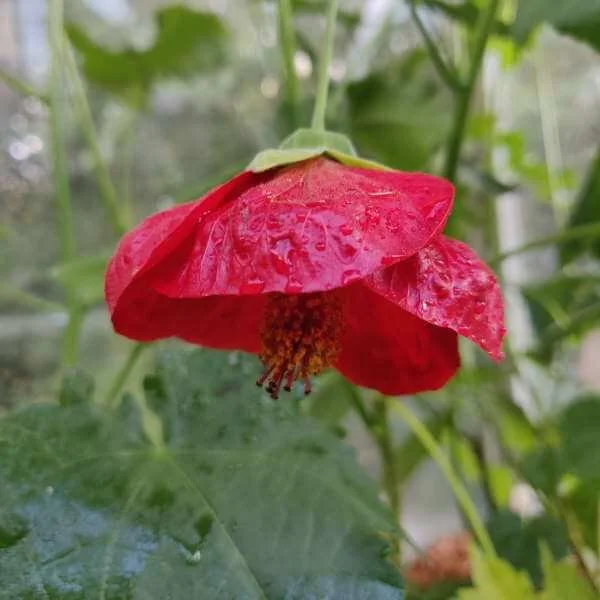 ABUTILONS — Paddock Plants Buy Online UK