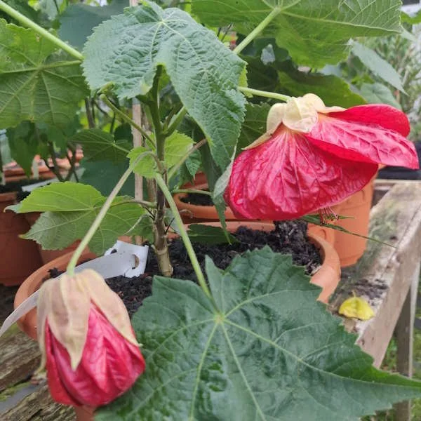 ABUTILONS — Paddock Plants Buy Online UK