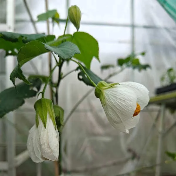 ABUTILONS — Paddock Plants Buy Online UK