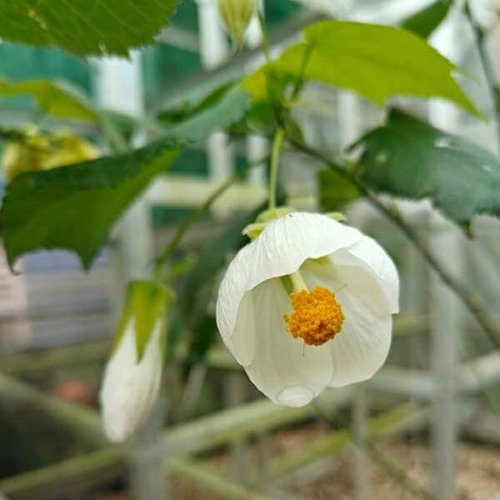 ABUTILONS — Paddock Plants Buy Online UK
