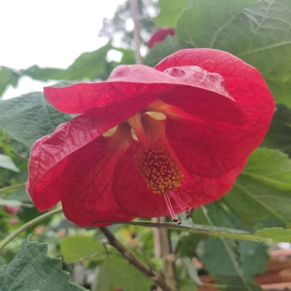 ABUTILONS — Paddock Plants Buy Online UK