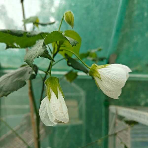 ABUTILONS — Paddock Plants Buy Online UK