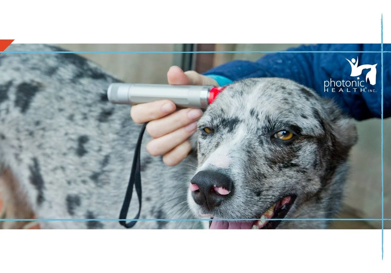 Photonic Red Light Therapy For Dogs | Shelly Lighting