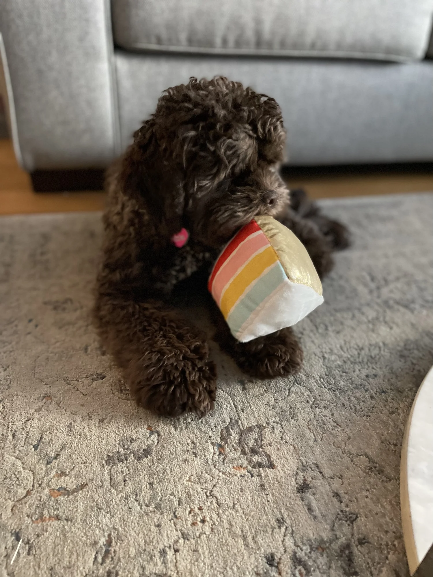 One Year Pup Update: Happy Birthday Pebbles — After Sunday Dinner