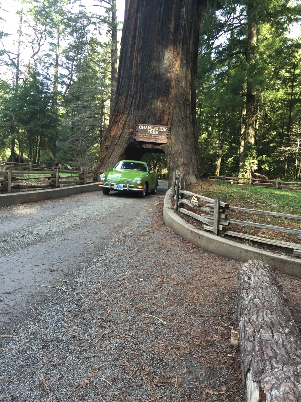 Is the drive-through Redwood tree still standing?