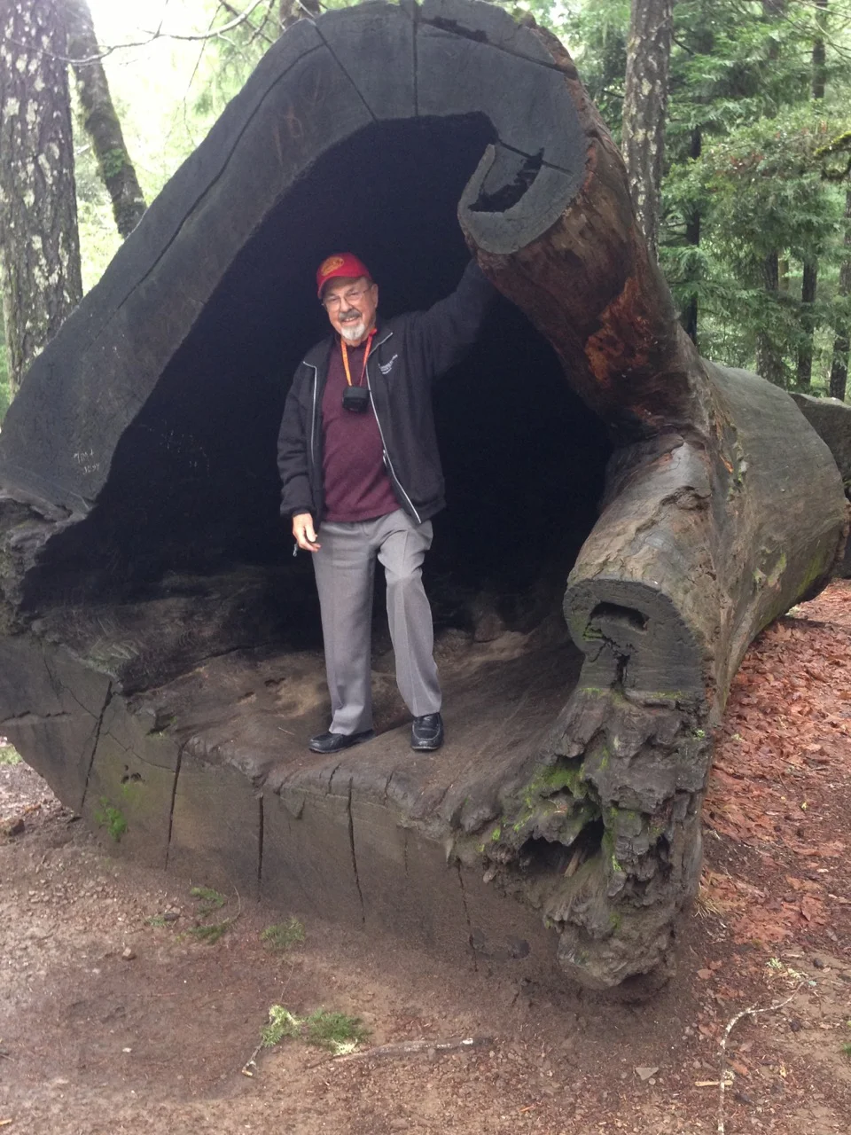 Is the drive-through Redwood tree still standing?