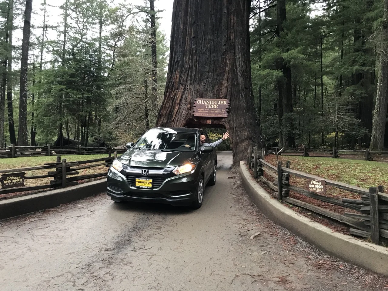 Redwood Tree Drive On