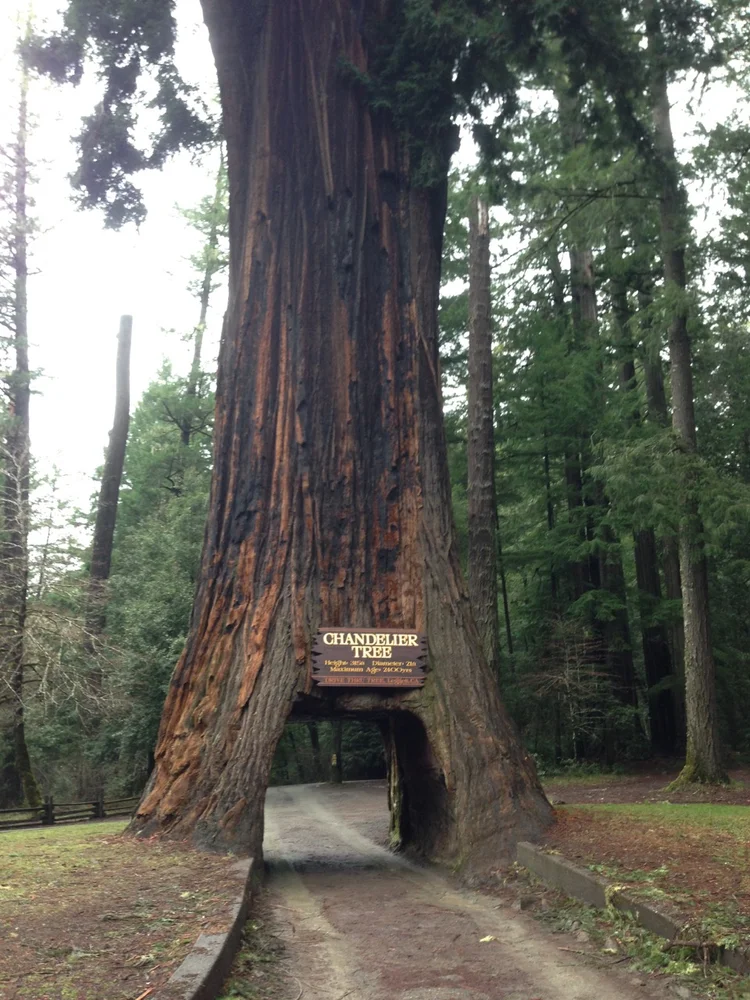 Is the drive-through Redwood tree still standing?