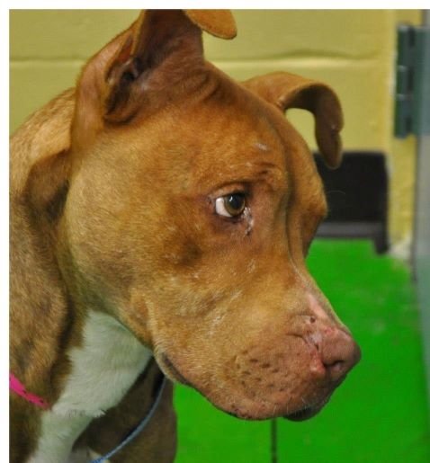 Our Story — Memphis Pets Alive!