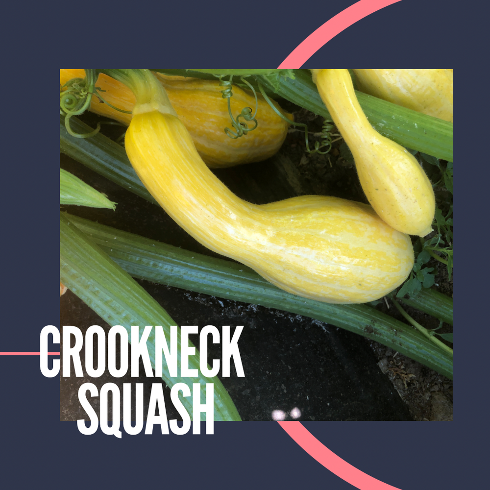 U Pick Vegetables — VANDERHELM FARMS