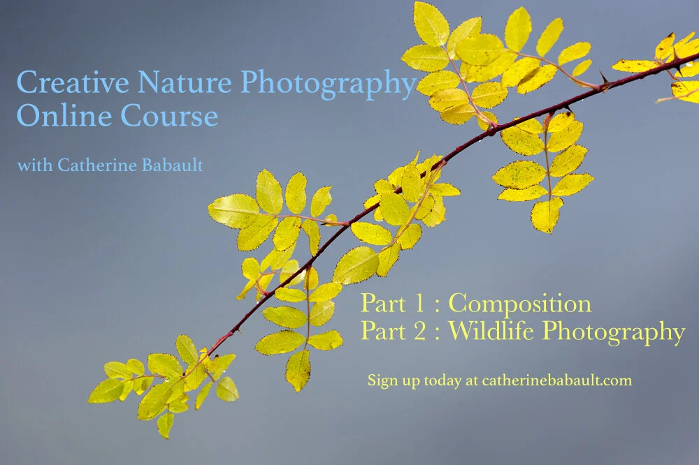Creative Nature Photography