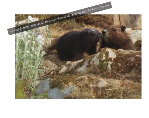 Vancouver Island Marmot, The World's Rarest Marmot — Catherine Babault ...