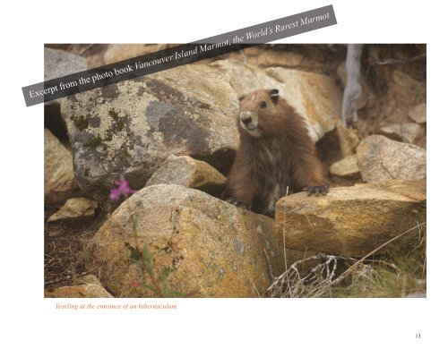 Vancouver Island Marmot, The World's Rarest Marmot — Catherine Babault ...