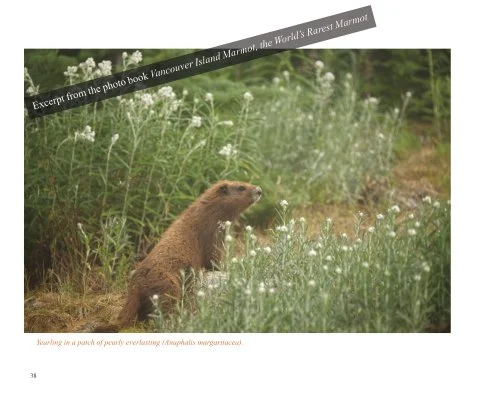 Vancouver Island Marmot, The World's Rarest Marmot — Catherine Babault ...