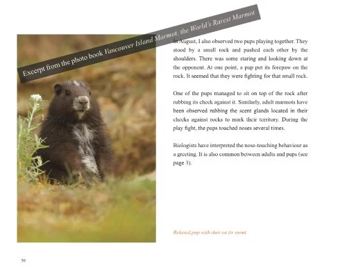 Vancouver Island Marmot, The World's Rarest Marmot — Catherine Babault ...