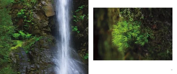 Photo Book: Wild Vancouver Island — Catherine Babault ~ Nature and ...