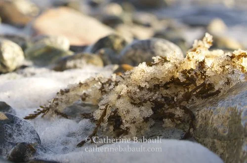 Herring Spawn on Vancouver Island, by award-winning nature photographer ...
