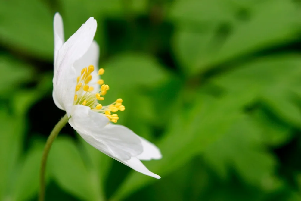 Simplification Photography