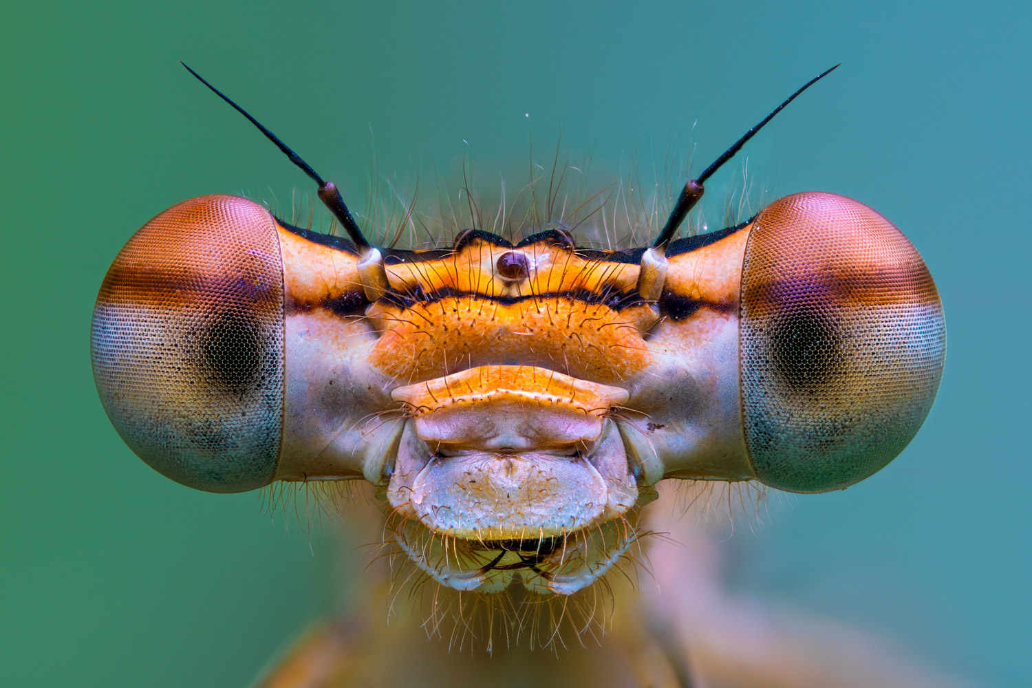 Extreme Close Up Photography