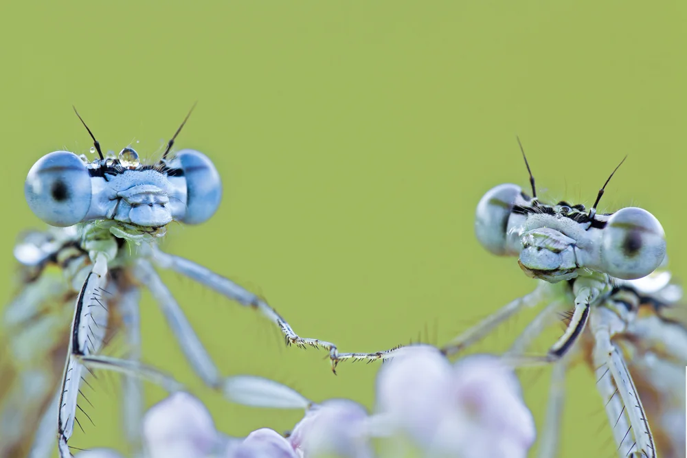 Damselfly