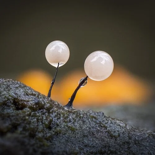 The Top 100 — Close-up Photographer of the Year