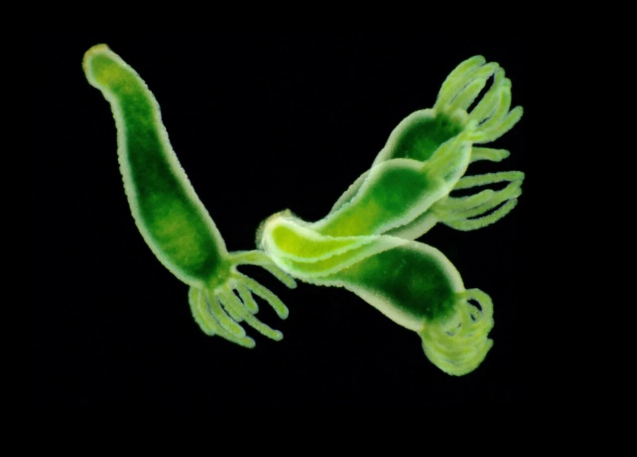Hydra Budding Under Microscope