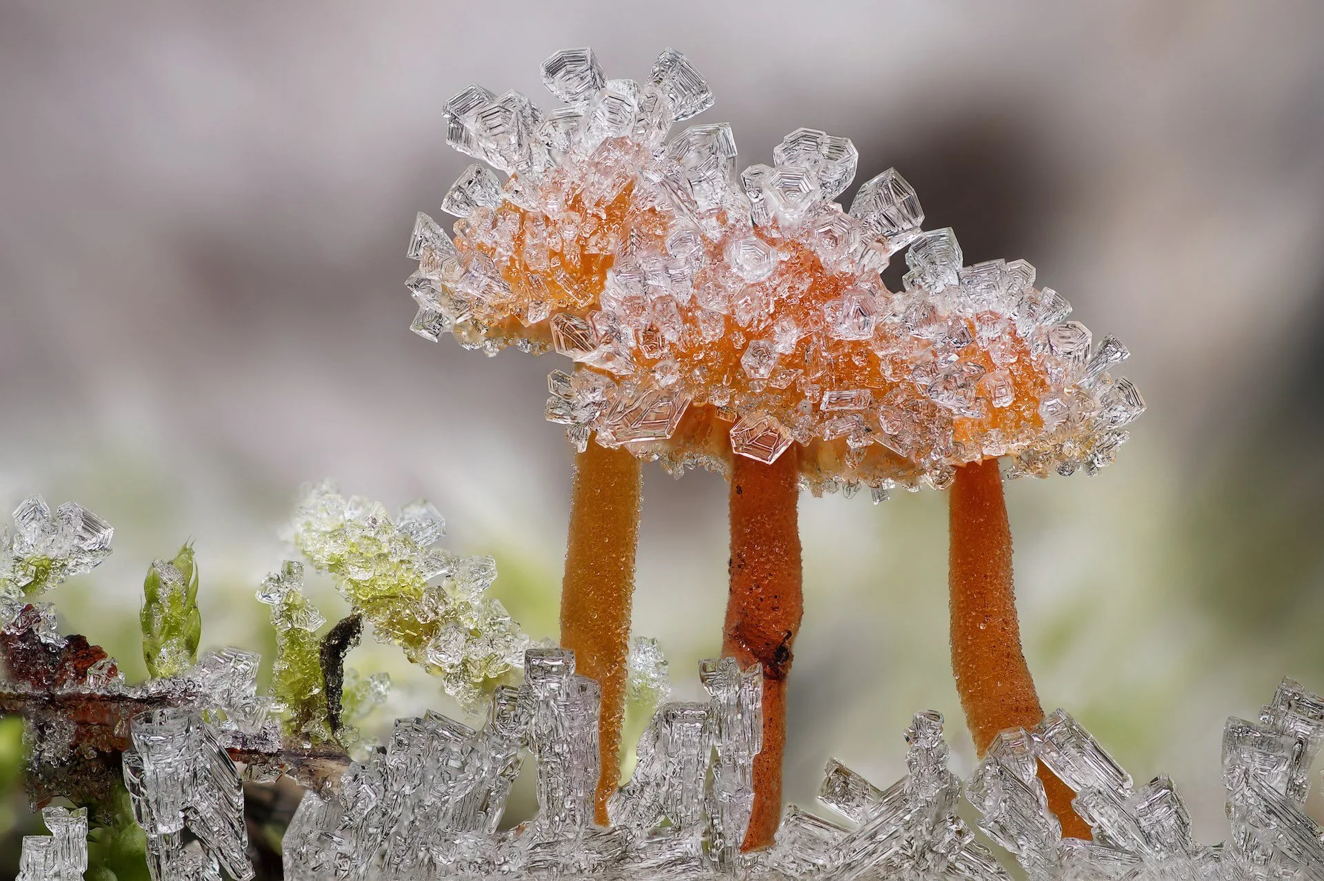 Macro Winter Photography