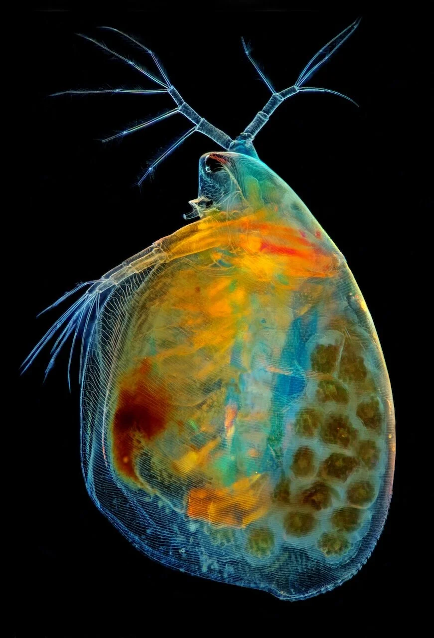 Marek Miś | Simocephalus Cladoceran