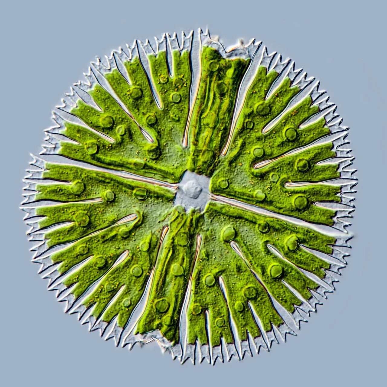 Desmids Under Microscope