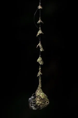 The Top 100 — Close-up Photographer of the Year