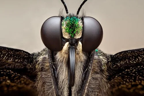 Categories — Close-up Photographer of the Year