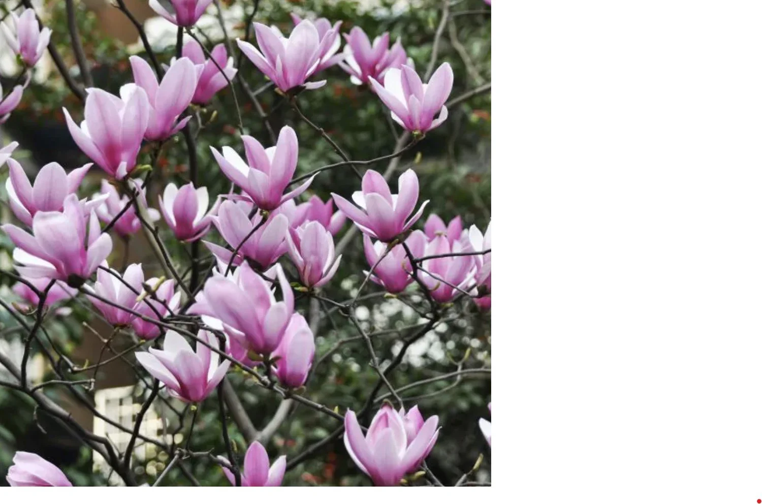 Be Graceful Everyday Live Life Gracefully Everyday