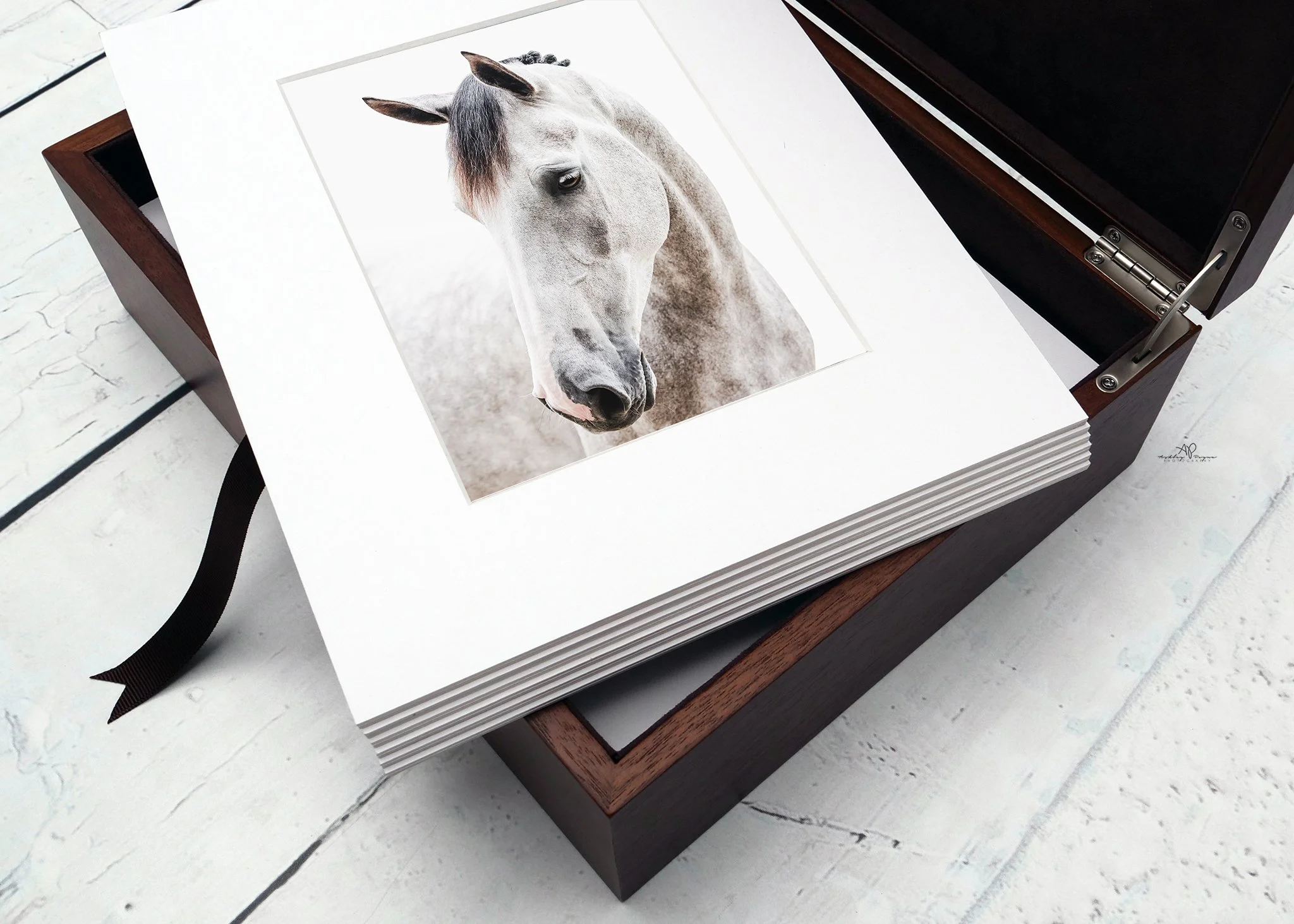 Ashley Payne Photography | Nashville Equine Portrait Sessions