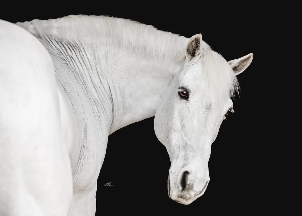 Portfolio | Ashley Payne Photography