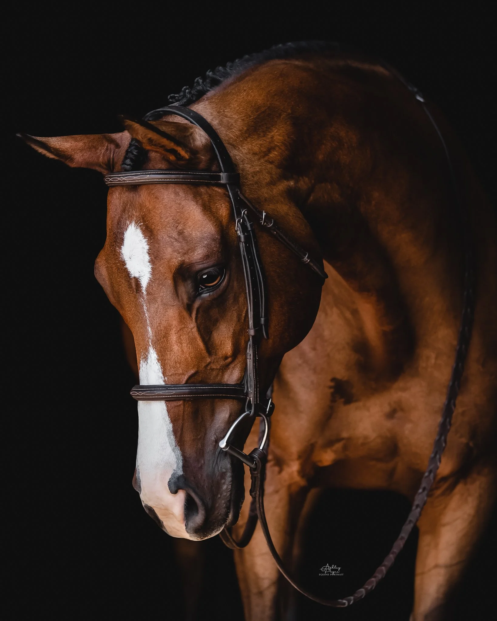Ashley Payne Photography | Nashville Equine Portrait Photographer
