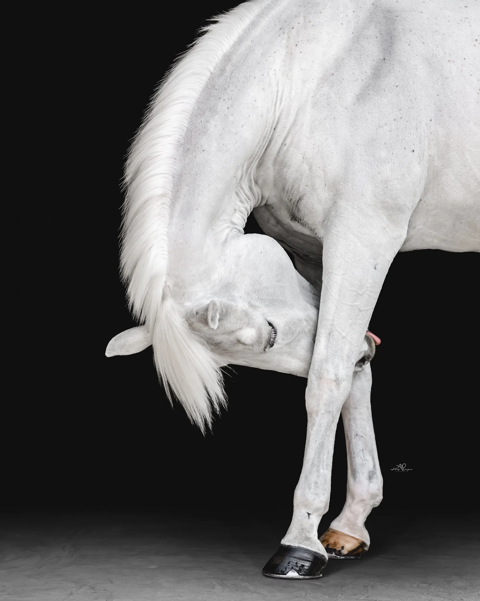 Ashley Payne Photography | Nashville Equine Portrait Photographer
