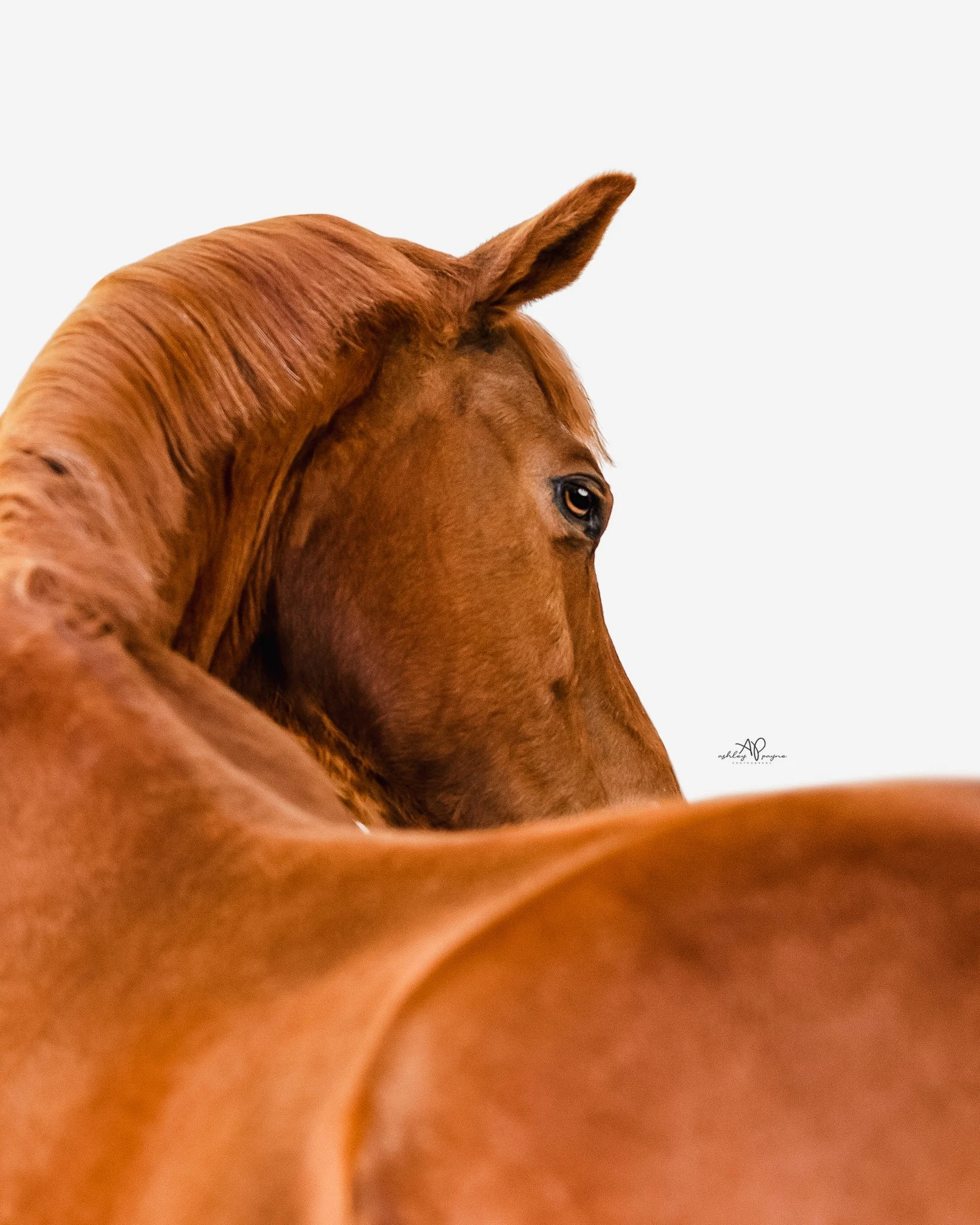 Ashley Payne Photography | Nashville Equine Portrait Photographer