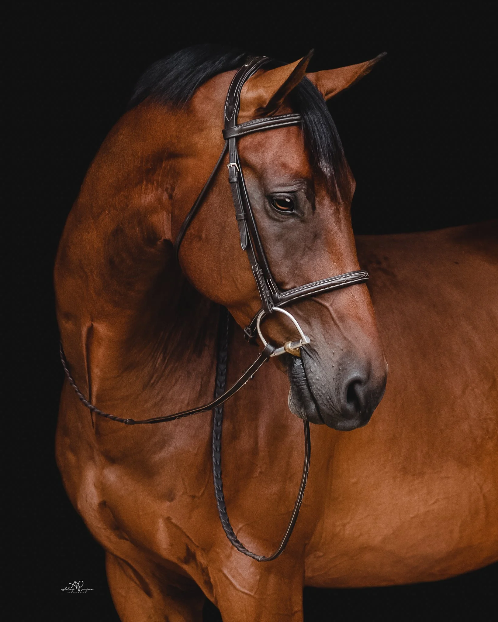 Ashley Payne Photography | Nashville Equine Portrait Photographer