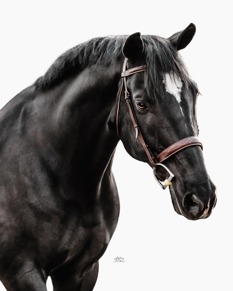 Ashley Payne Photography | Nashville Equine Portrait Sessions