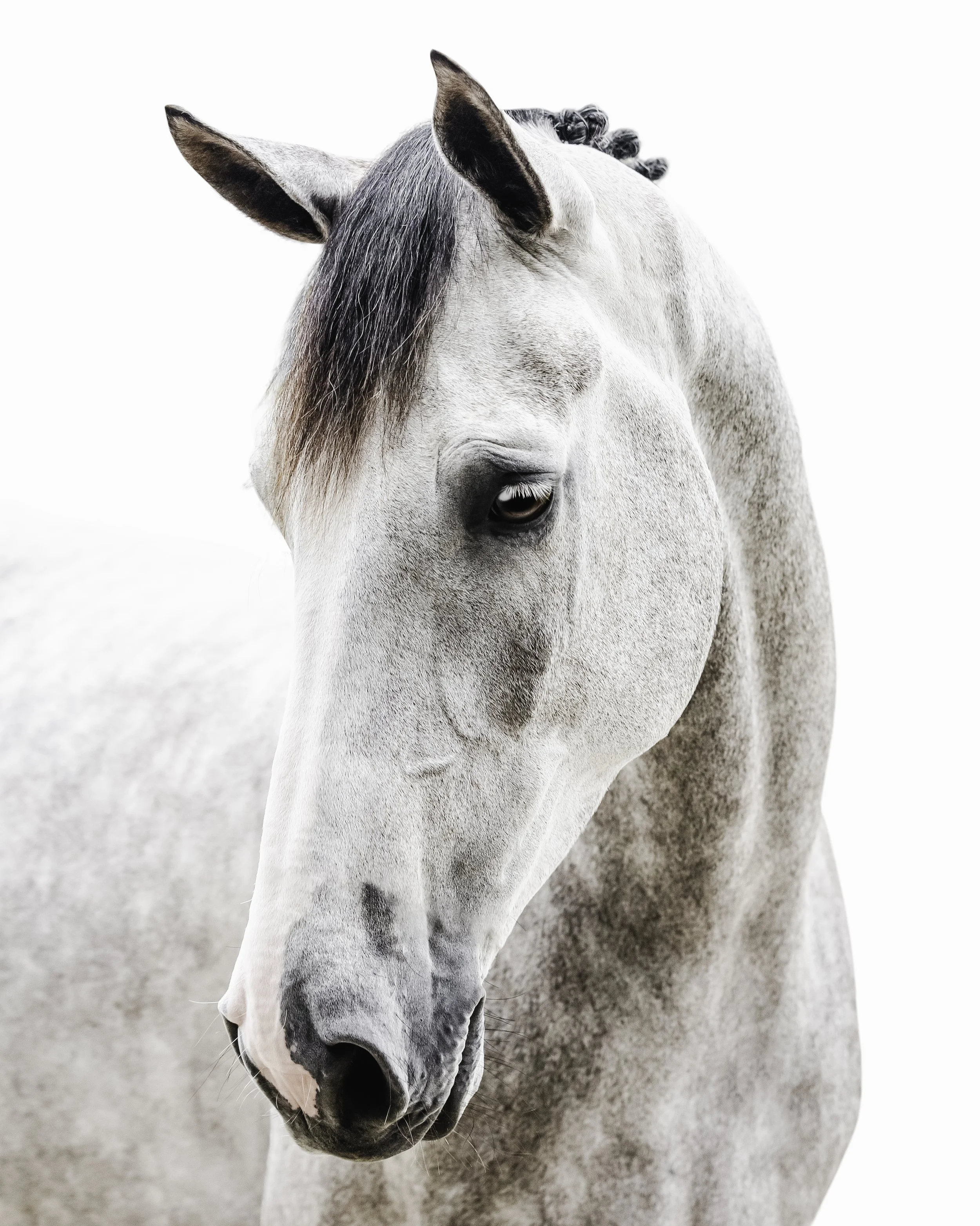 Ashley Payne Photography | Nashville Equine Portrait Sessions