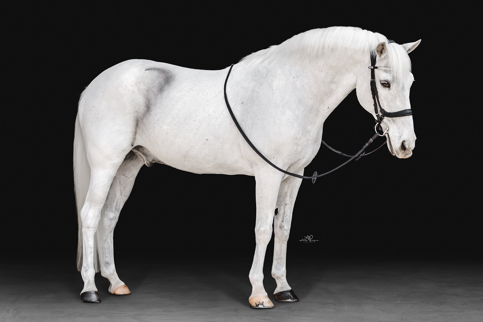 Ashley Payne Photography | Nashville Equine Portrait Photographer
