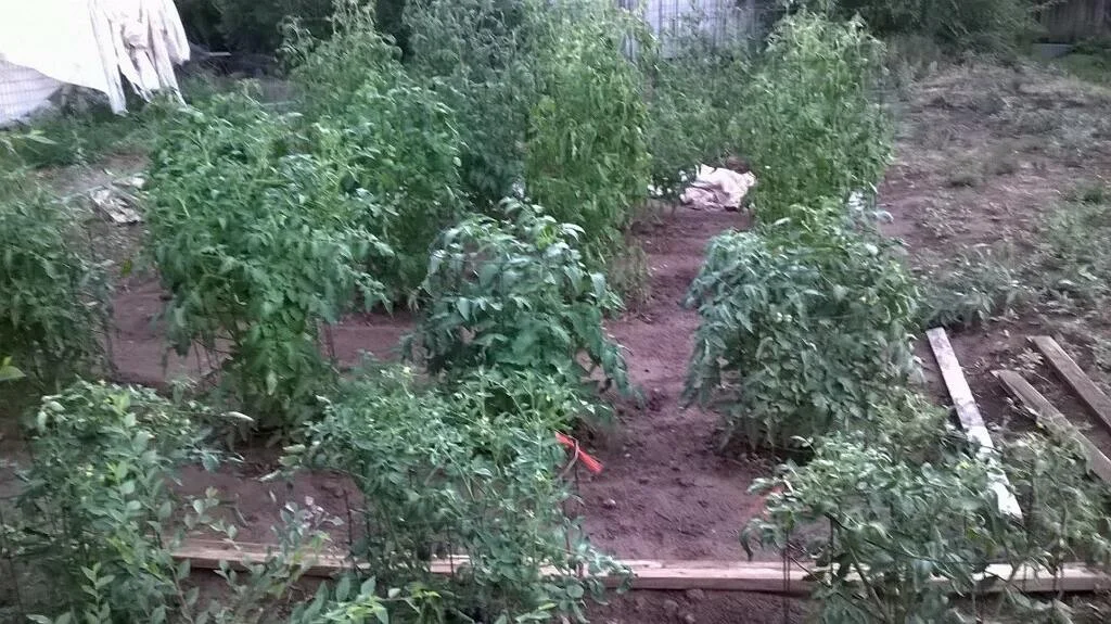 Tafoya Farm — Corrales Growers' Market