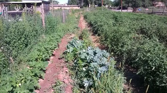 Tafoya Farm — Corrales Growers' Market