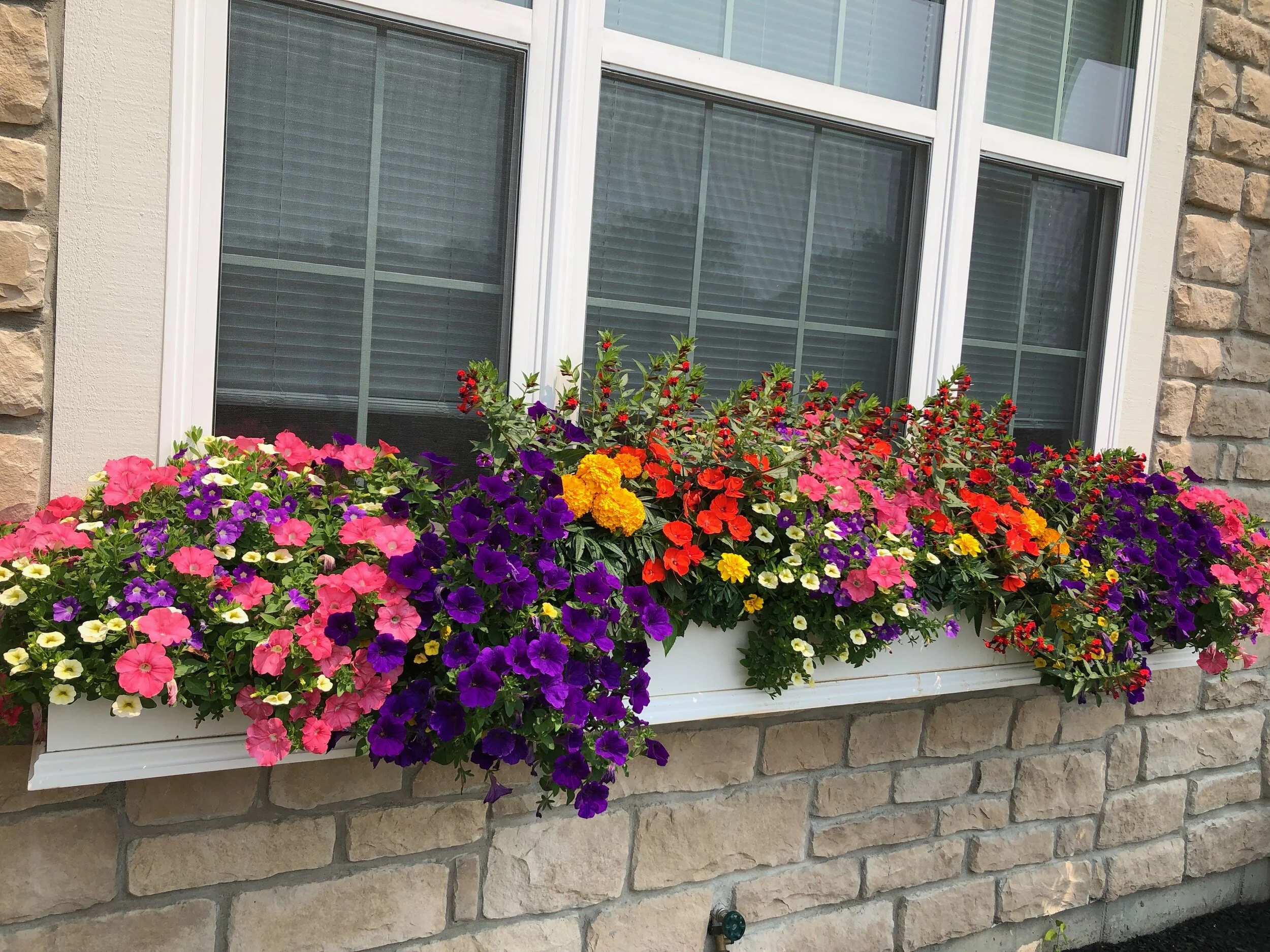 SUMMER — Wow Windowboxes