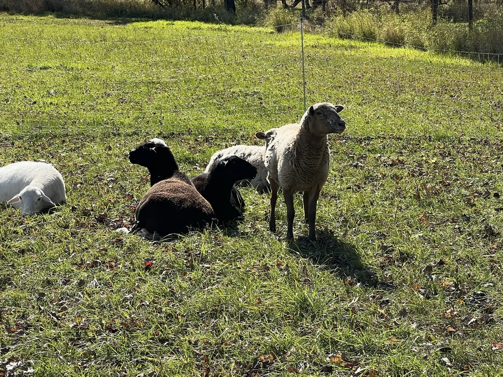 Local Meat Farms Buffalo NY | Pasture Raised Pork Clarence NY - Healthy ...